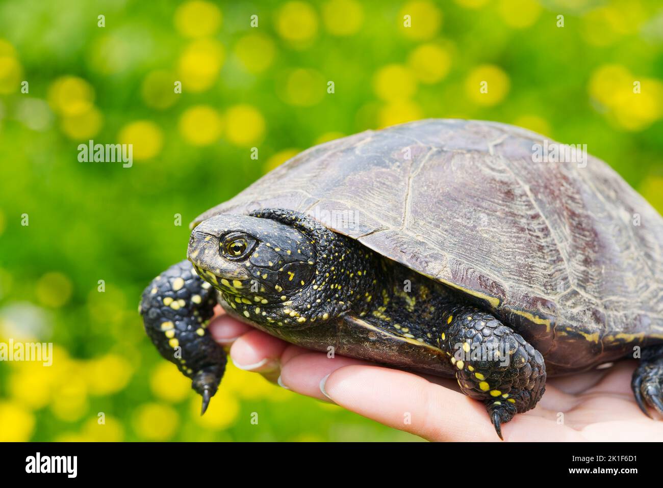 The woman is holding a small turtle in her hand. Let turtle to nature ...