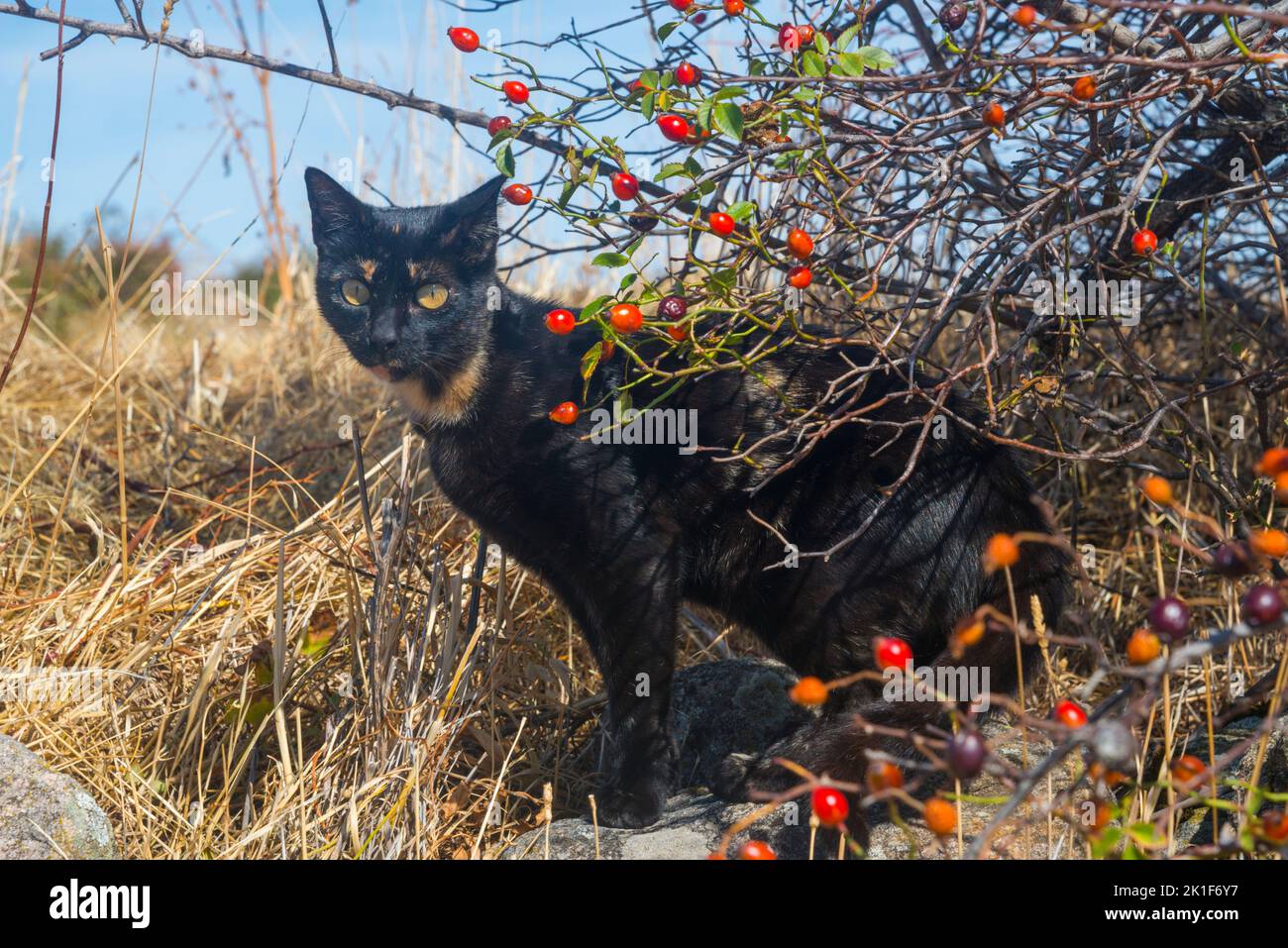 Black calico cat hi-res stock photography and images - Alamy