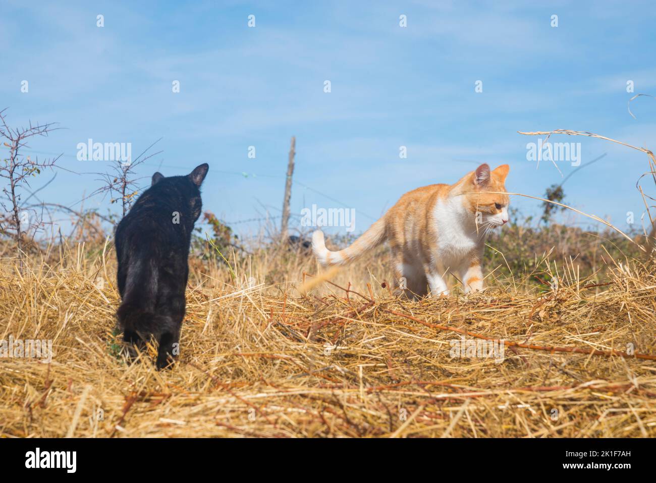 Two cats in the countryside Stock Photo - Alamy