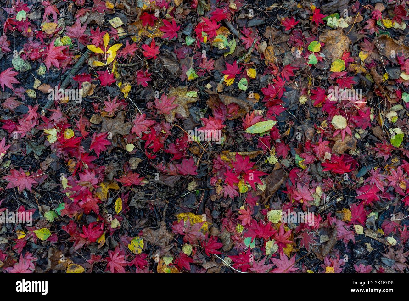 Vibrantly coloured leaf litter from the Japanese maple trees growing ...