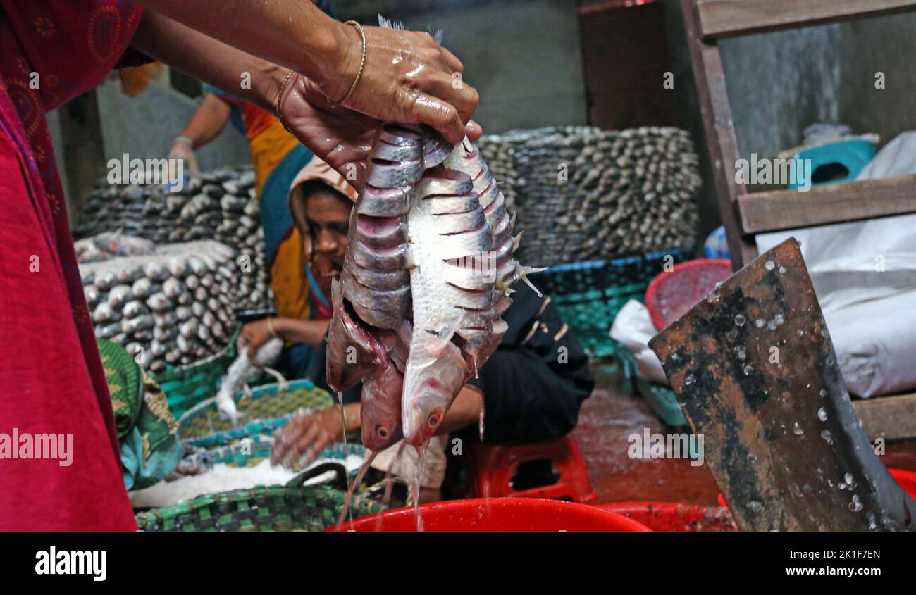 Chattogram. 18th Sep, 2022. Workers process Hilsa fish with salt at a ...