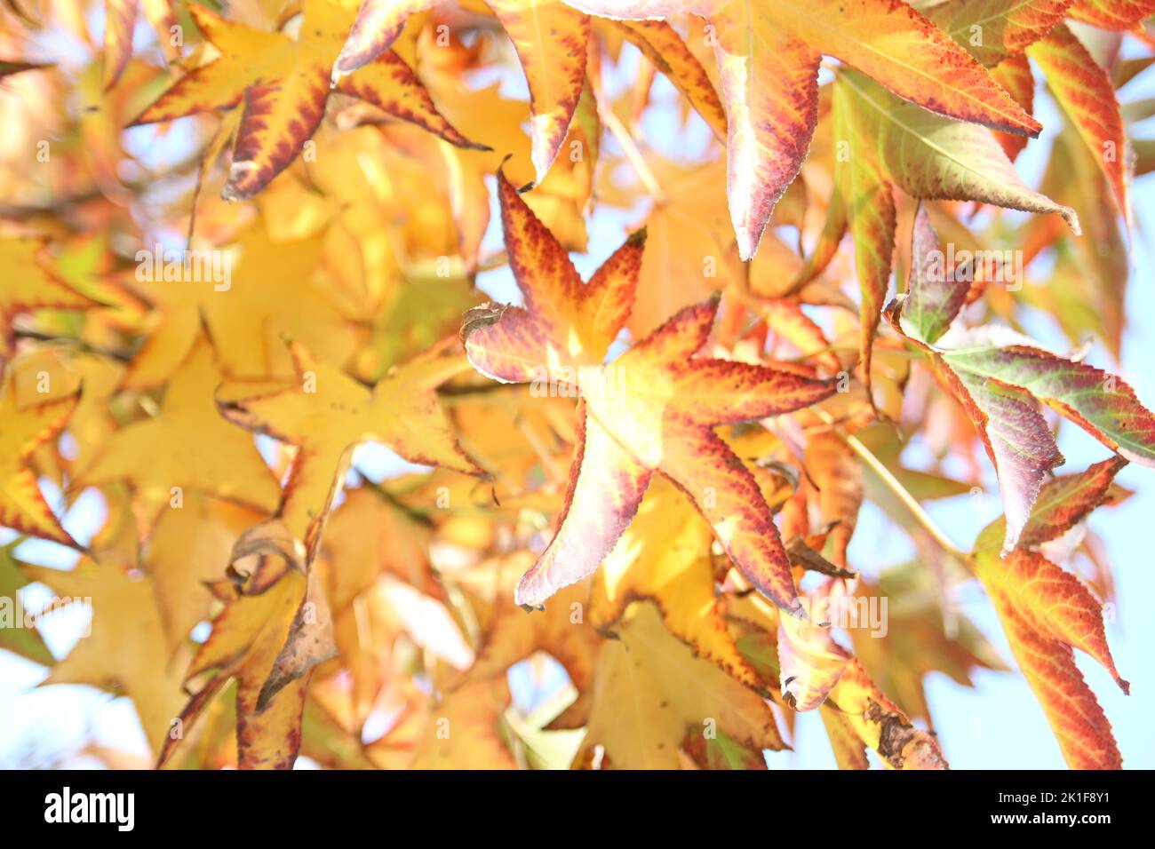 autumn leaves background, collection beautiful colorful leaves isolated ...