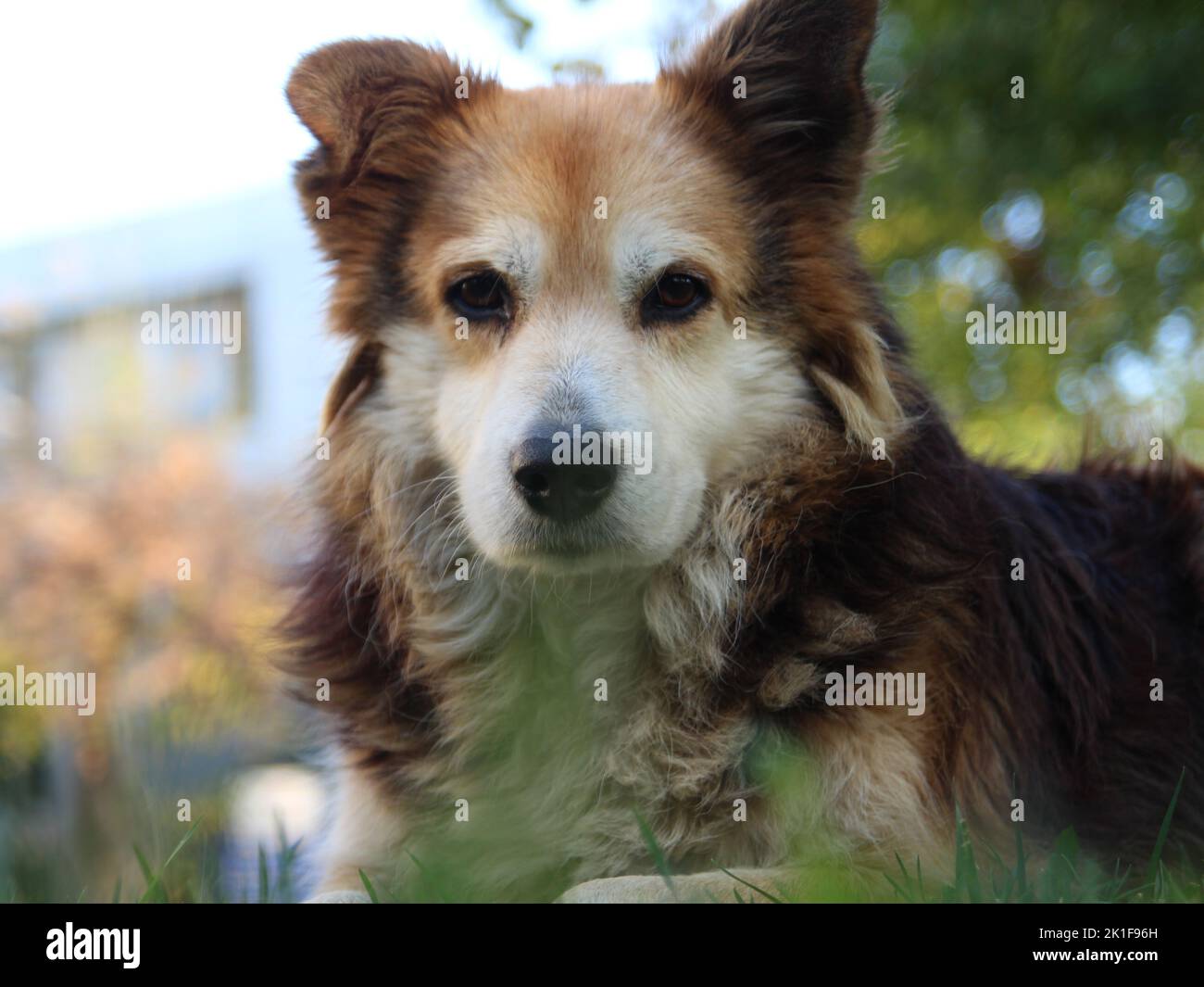 Beautiful happy reddish dog is sitting frontal, closeup portrait of ...