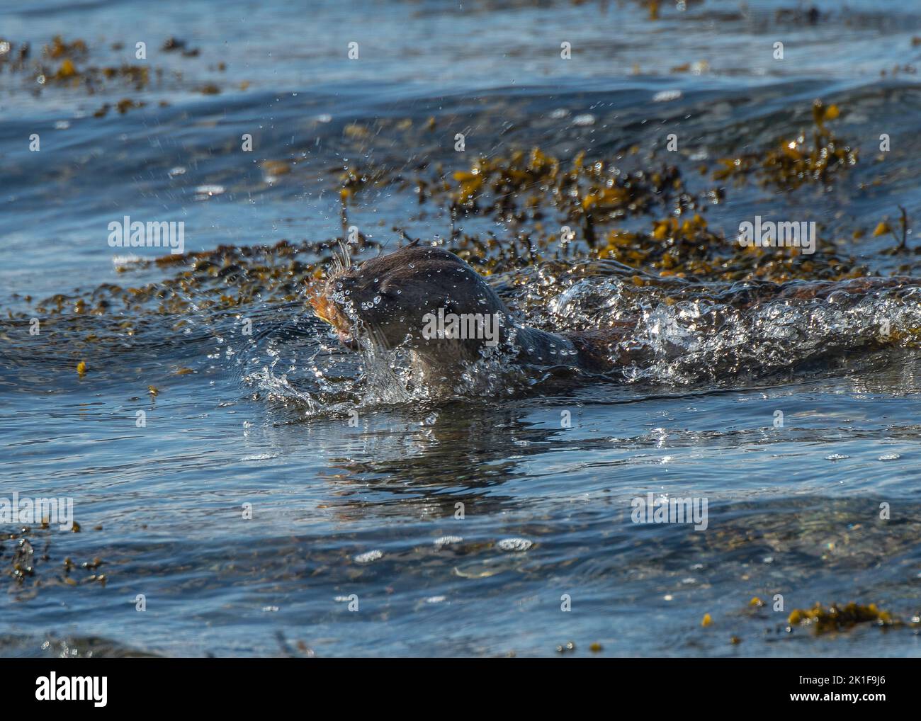 Otter (Lutra lutra) with fish on edge of Loch Spelve, Isle of Mull ...