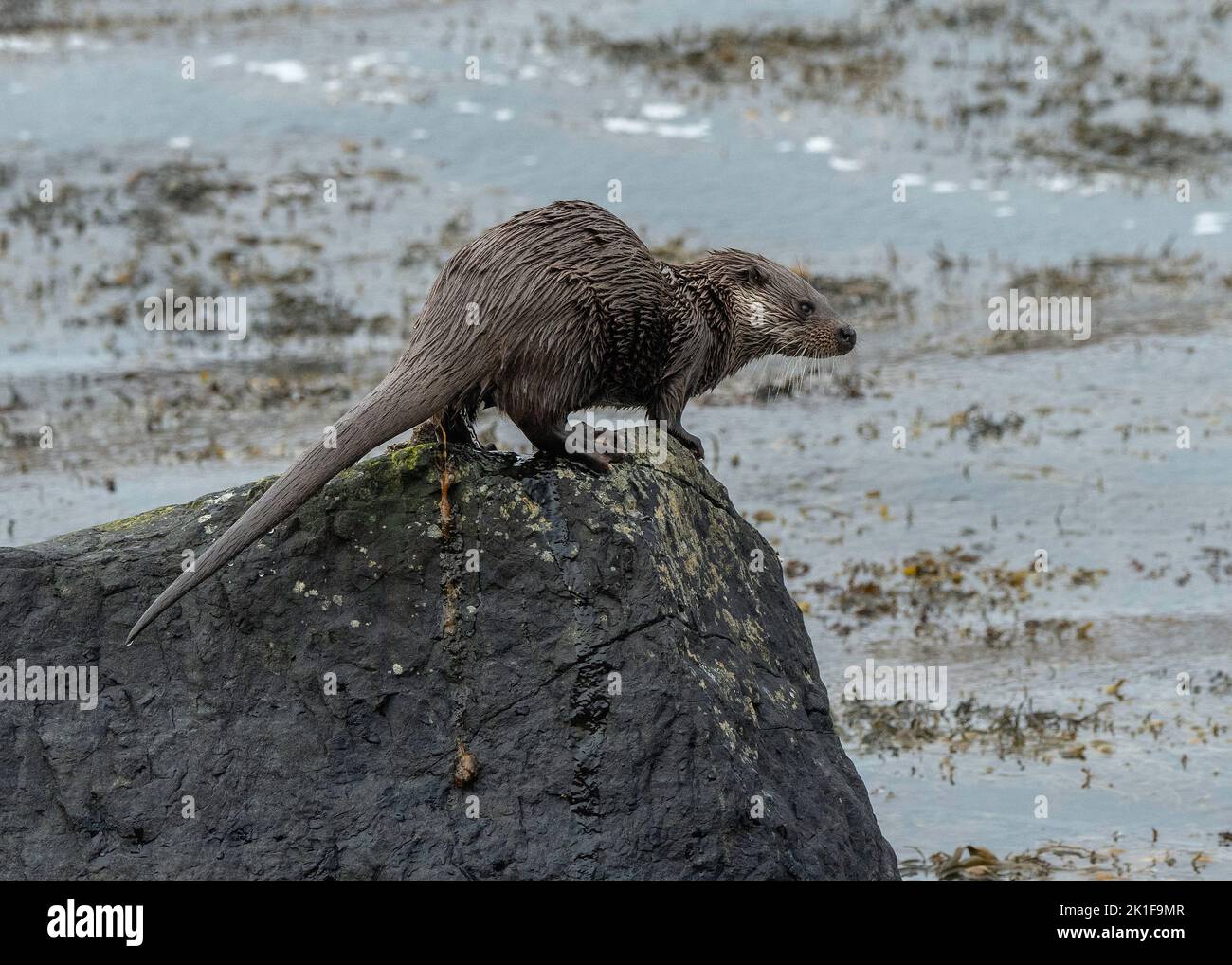 Otter (Lutra lutra) sprainting on a rock at the edge of Loch Spelve ...