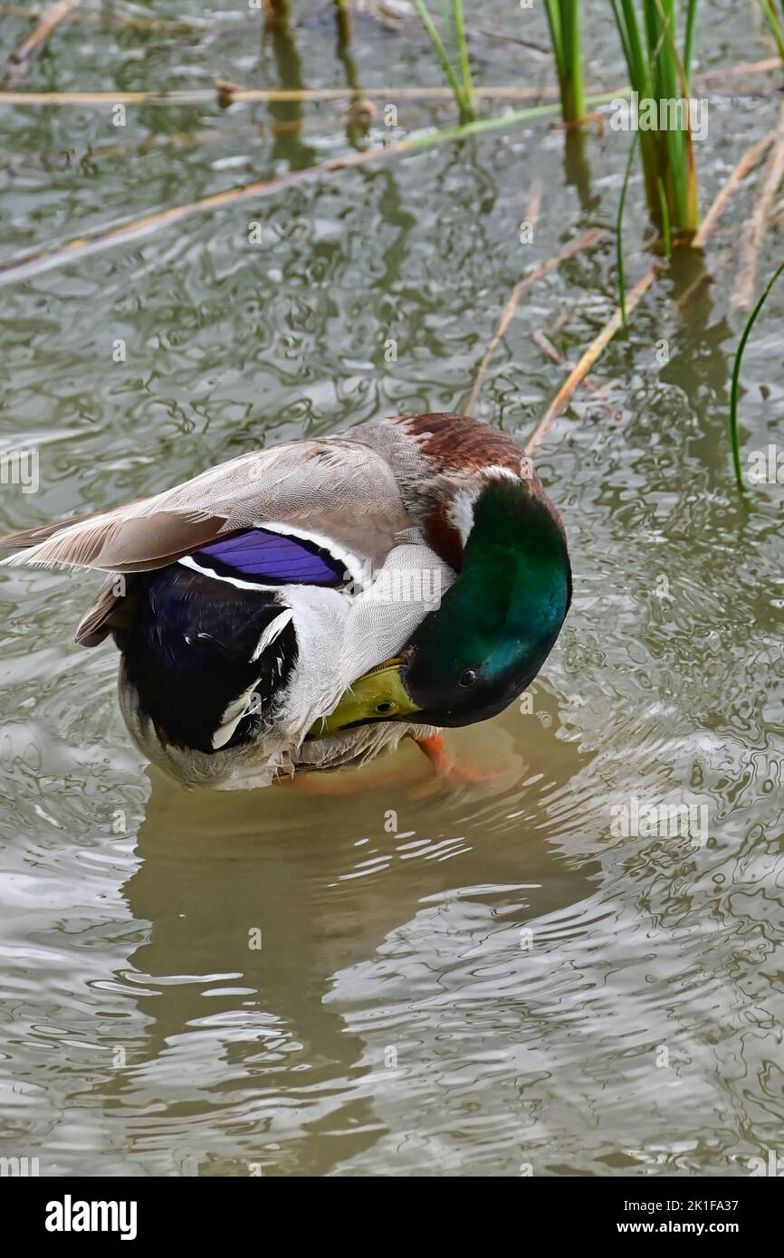 A vertical shot of a mallard duck cleaning feathers on a shallow pond ...