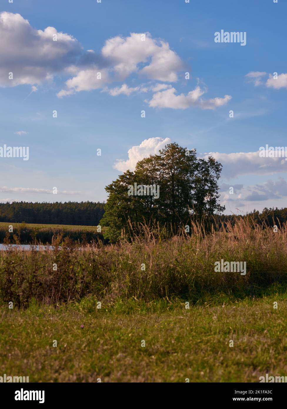 A tree reflected on a pond under a cloudy sky Stock Photo - Alamy