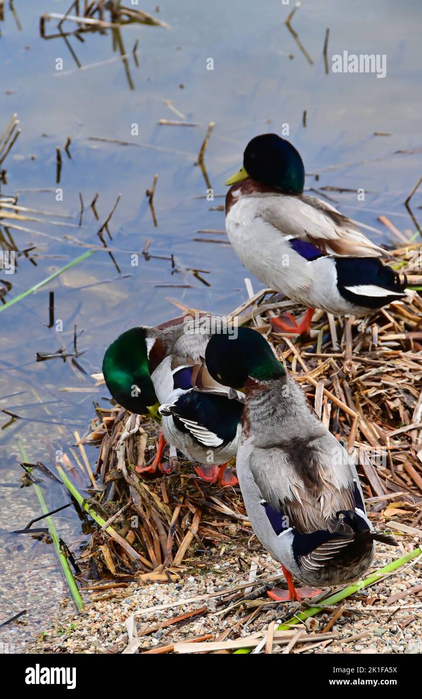 A flock of mallard ducks on the riverside,vertical shot Stock Photo - Alamy