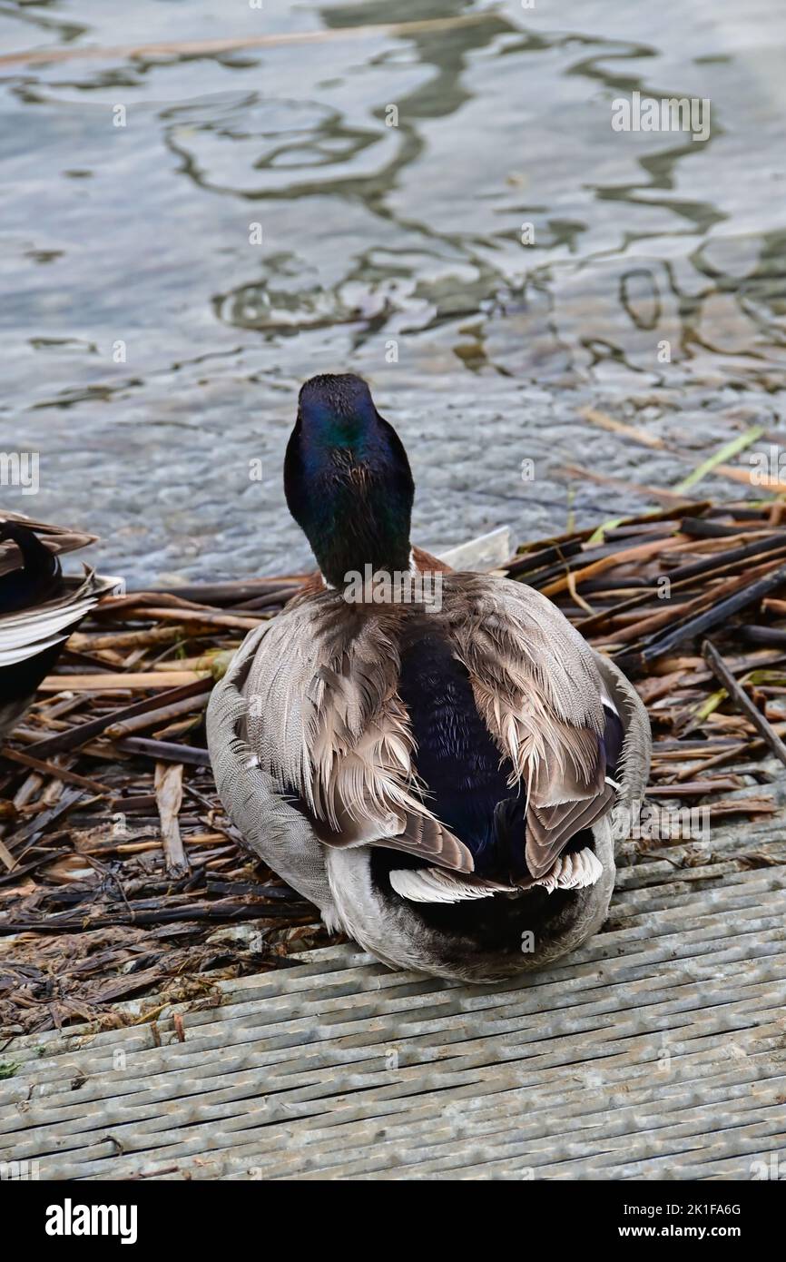 A vertical shot of a mallard duck resting on the riverside Stock Photo ...