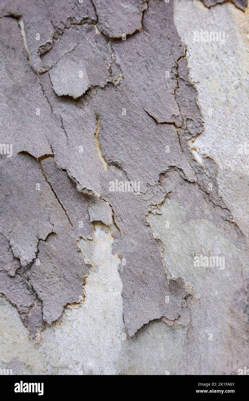 Color of bark American sycamore. Spotted texture of bark sycamore, full ...