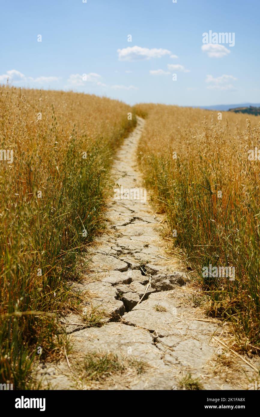 Flowers field trail pathway in hi-res stock photography and images - Alamy