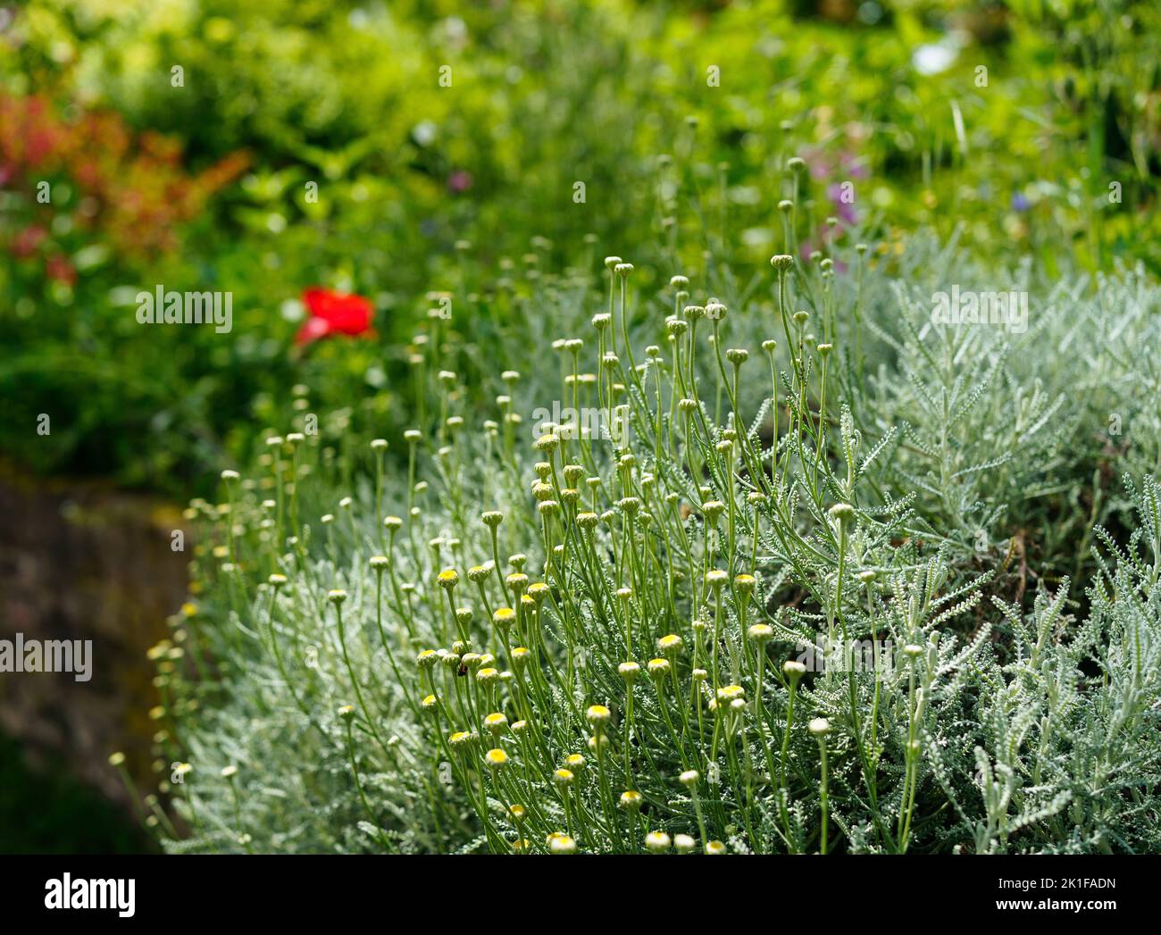 Summer garden blooming flowers background Stock Photo - Alamy