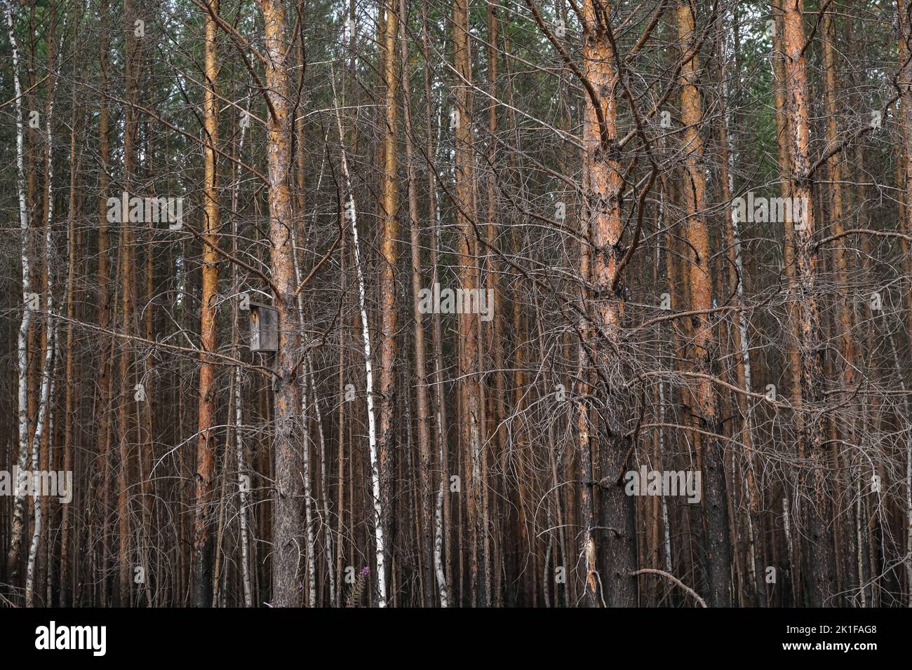 Pine forest after a large-scale fire. Landscape of a burnt forest. Dead ... Pine forest after a large-scale fire. Landscape of a burnt forest. Dead ...