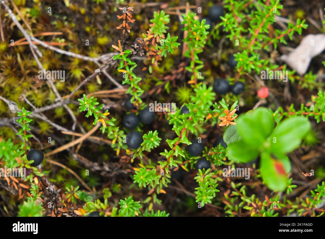 crowberry close-up. empetrum nigrum macro photography. ripe crowberry ...