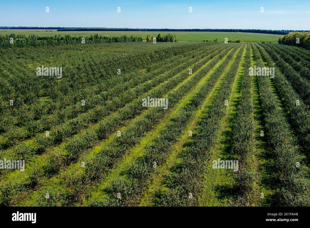 Orchard, aerial view. Rows of fruit trees Stock Photo - Alamy