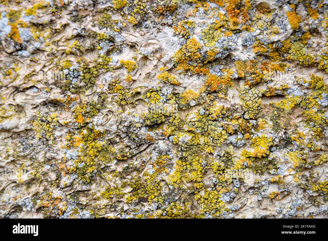 Colorful Moss on Concrete Wall. Aged wall of old building with ...