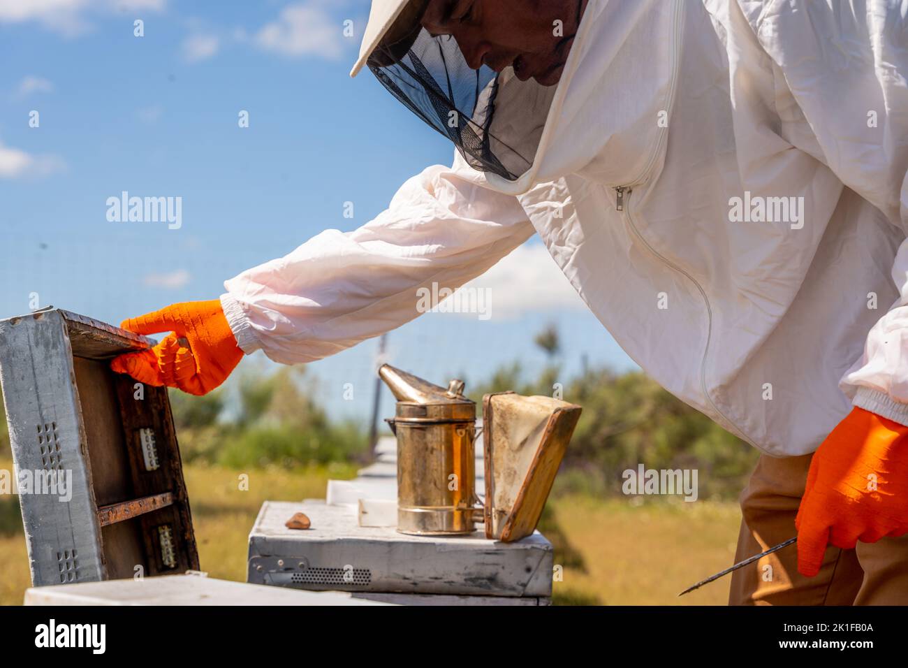 beekeeper opening and checking his hive, with his protective suit ...