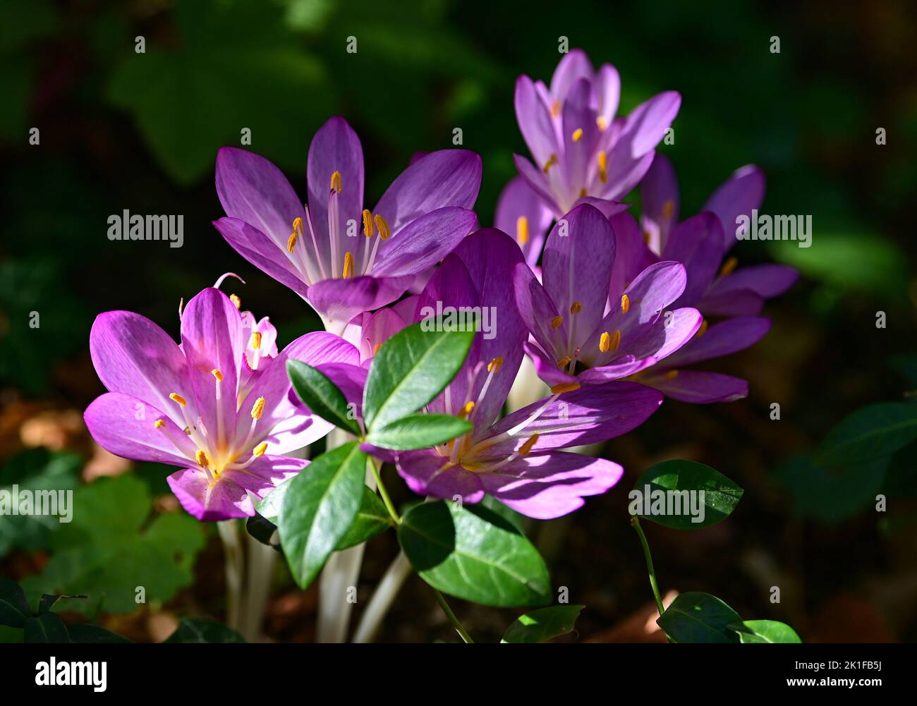 Sieversdorf, Germany. 17th Sep, 2022. Autumn crocus blooms in a garden ...