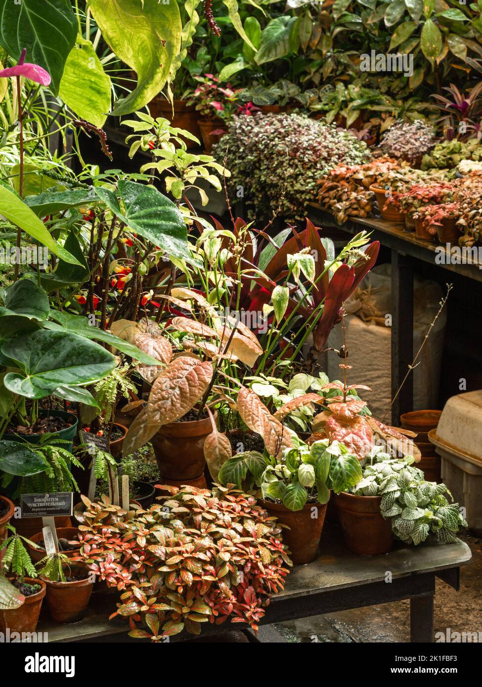 Many different plants in flower pots in drops of water for growing for ...