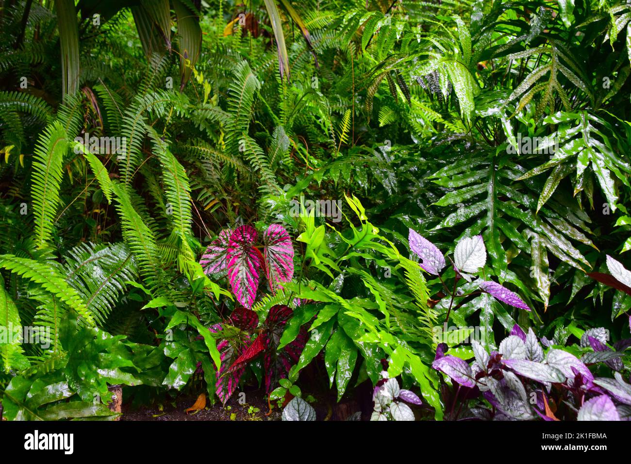 Luxurious plants hi-res stock photography and images - Alamy