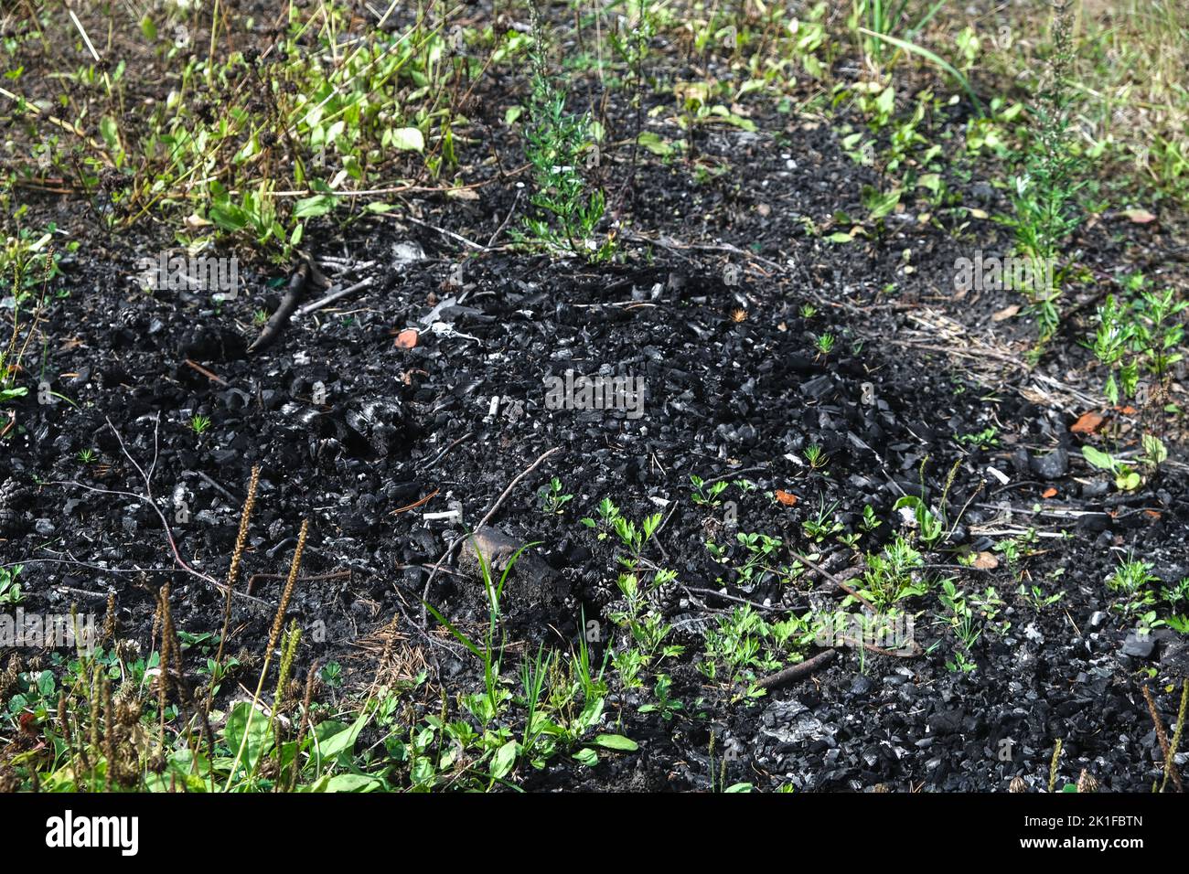 Charred trunks coniferous trees hi-res stock photography and images - Alamy