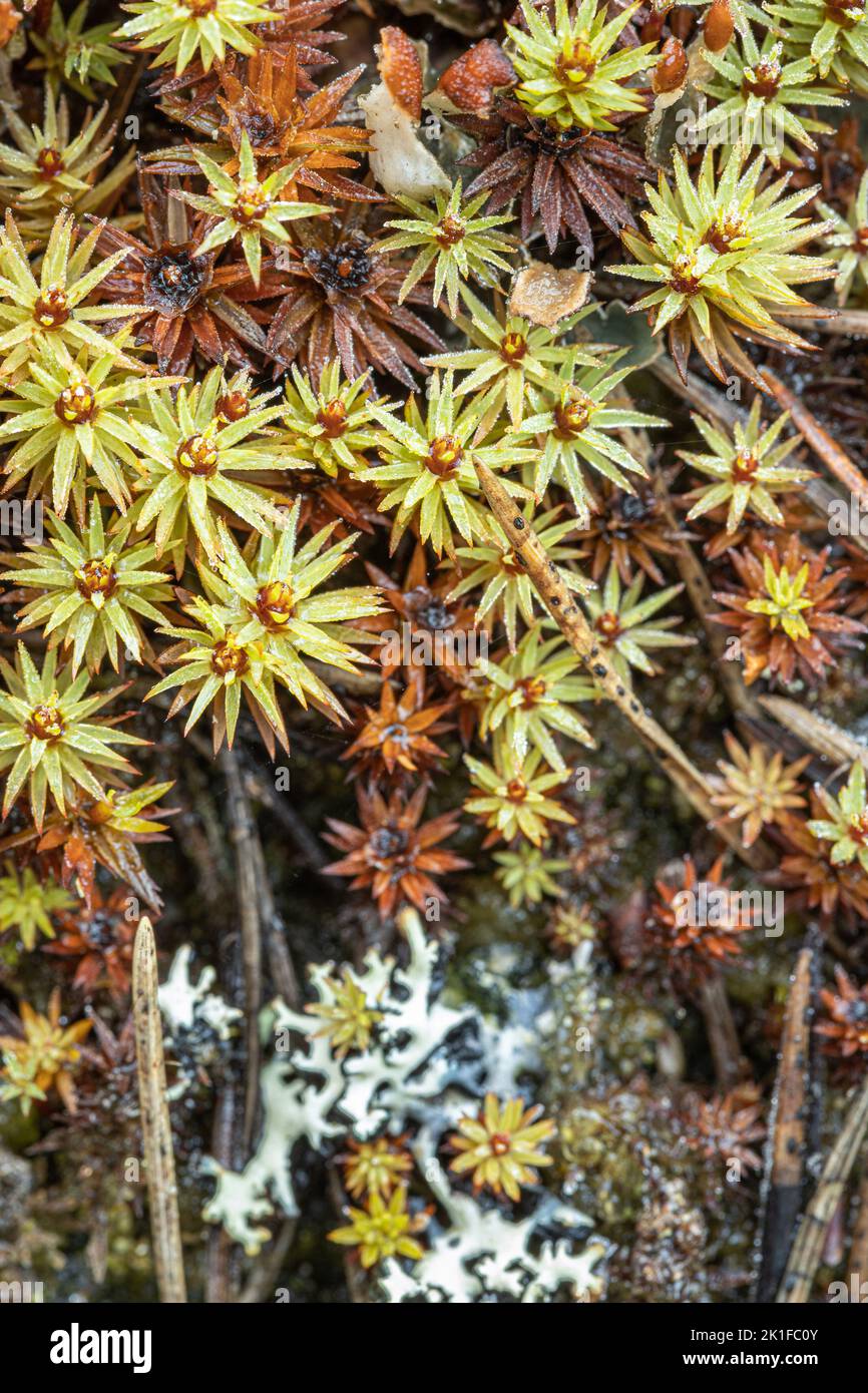 Juniper plant scotland hi-res stock photography and images - Alamy