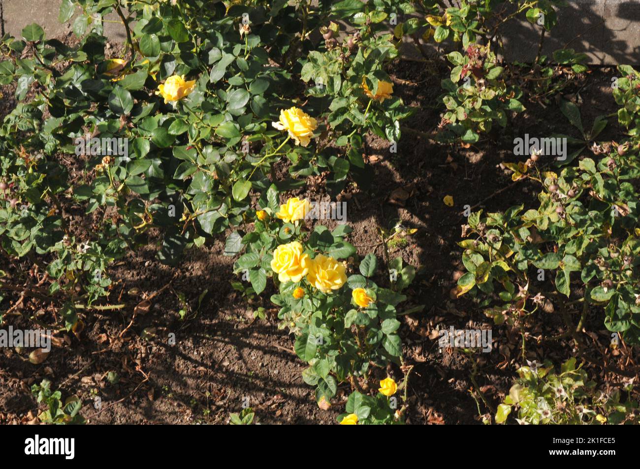 Copenhagen /Denamrk /18 September 2022/ Yellow Rose flowers and plants ...