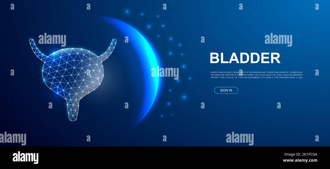 Bladder 3d polygonal symbol for website template. Low poly Organ ...