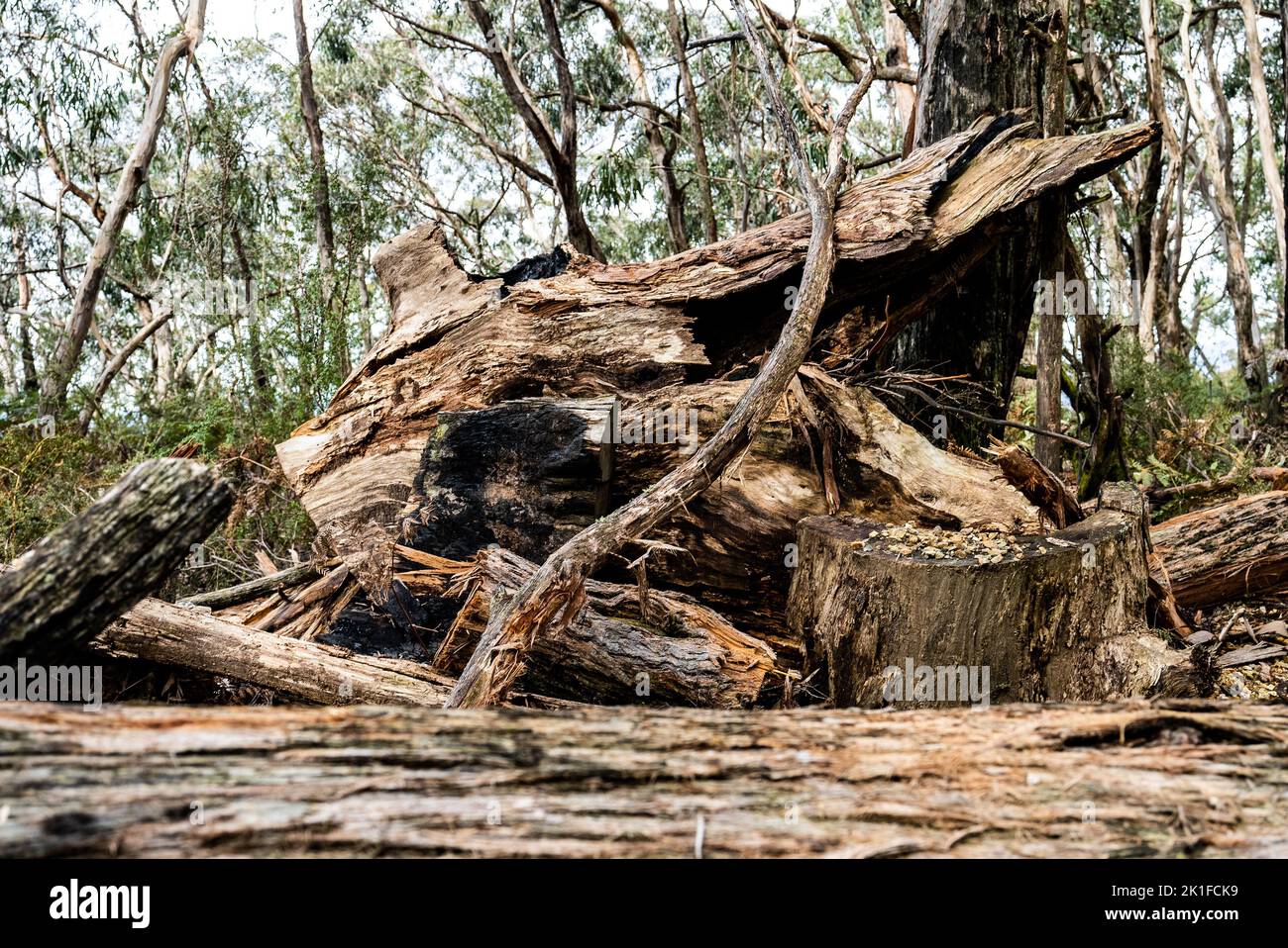 Branches of a tree in a cut hi-res stock photography and images - Alamy