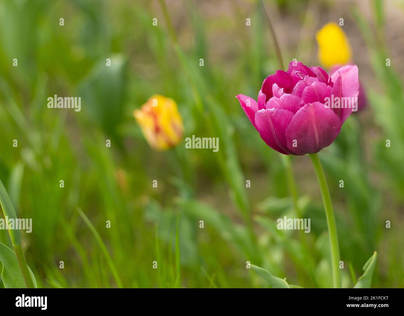 Midnight rose flower hi-res stock photography and images - Alamy
