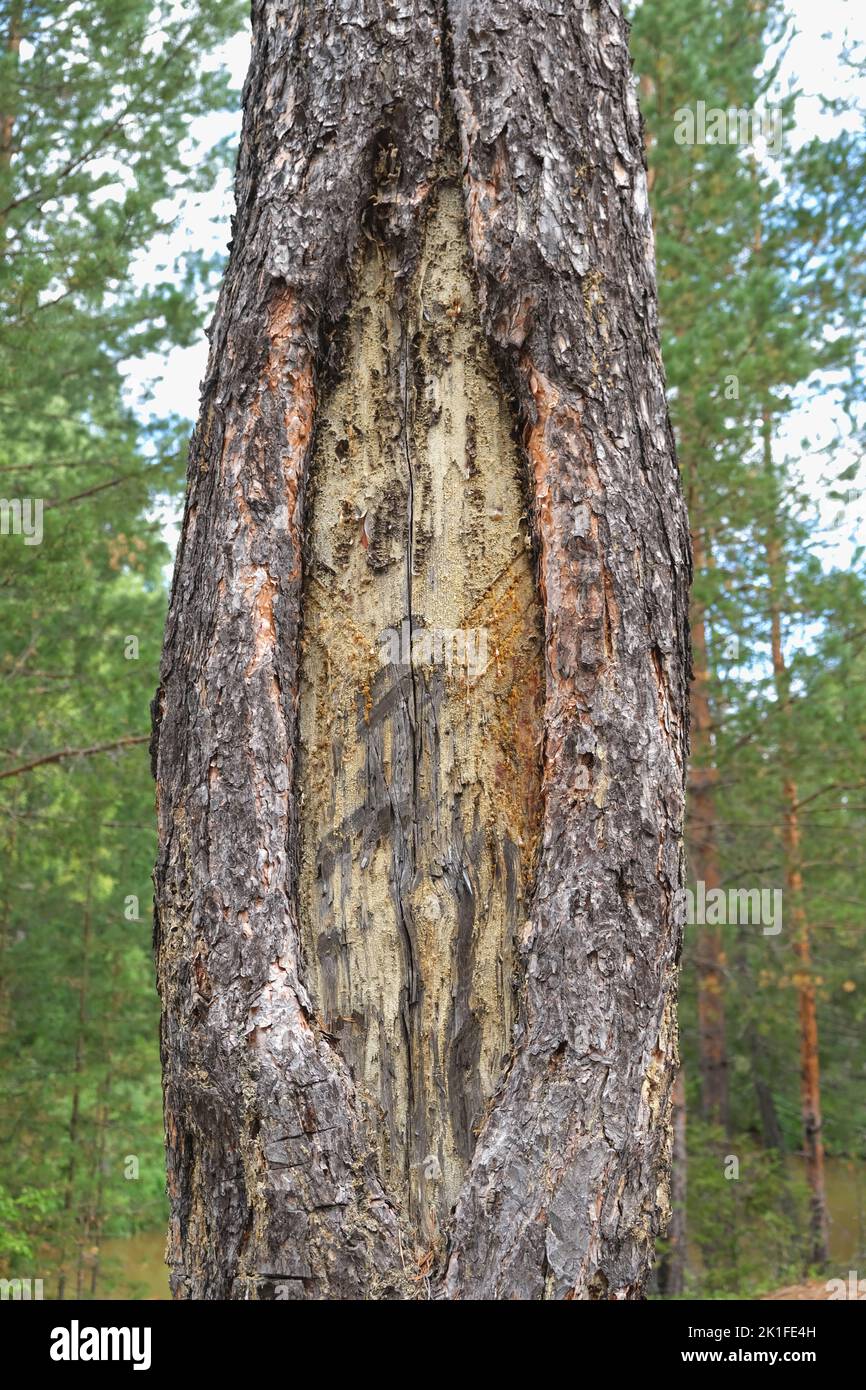 Wood resin coming out of wood. Tree sap coming out of a pine tree ...