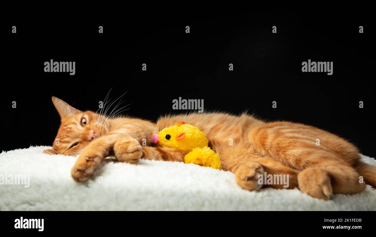 A cute ginger cat lying on snow against a black background Stock Photo ...