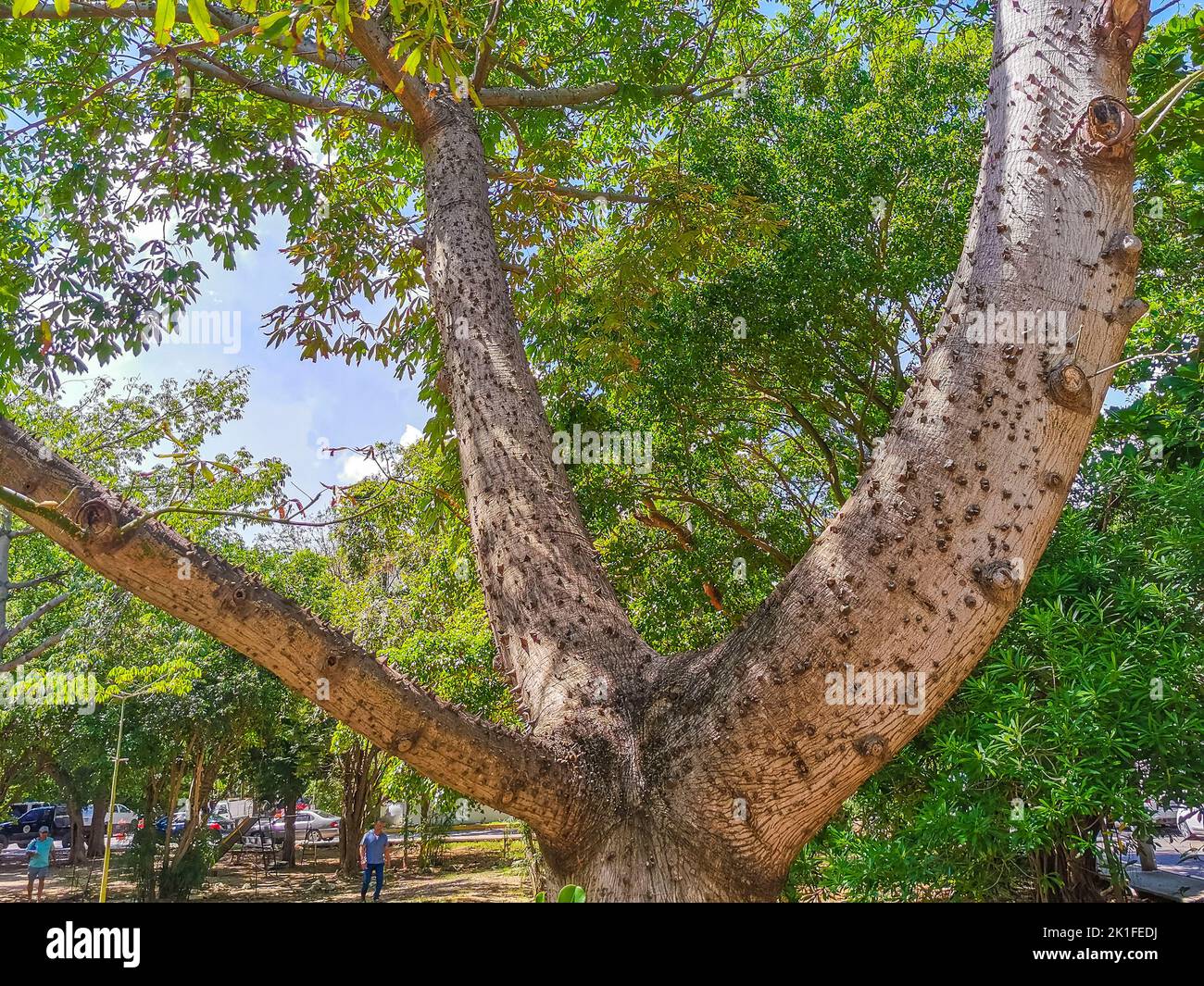 Huge beautiful Kapok tree Ceiba tree with spikes in tropical park ...