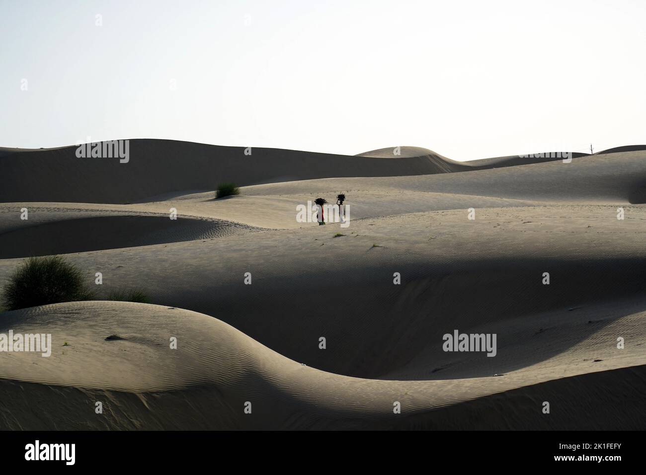 Rajasthani women carry fire wood on their heads as they walk back to ...