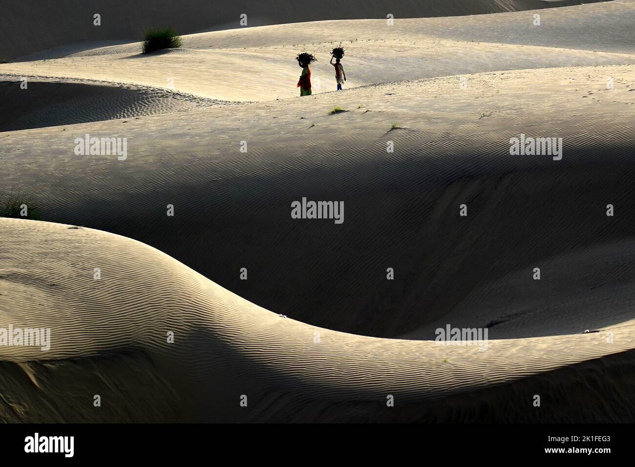 Rajasthani women carry fire wood on their heads as they walk back to ...