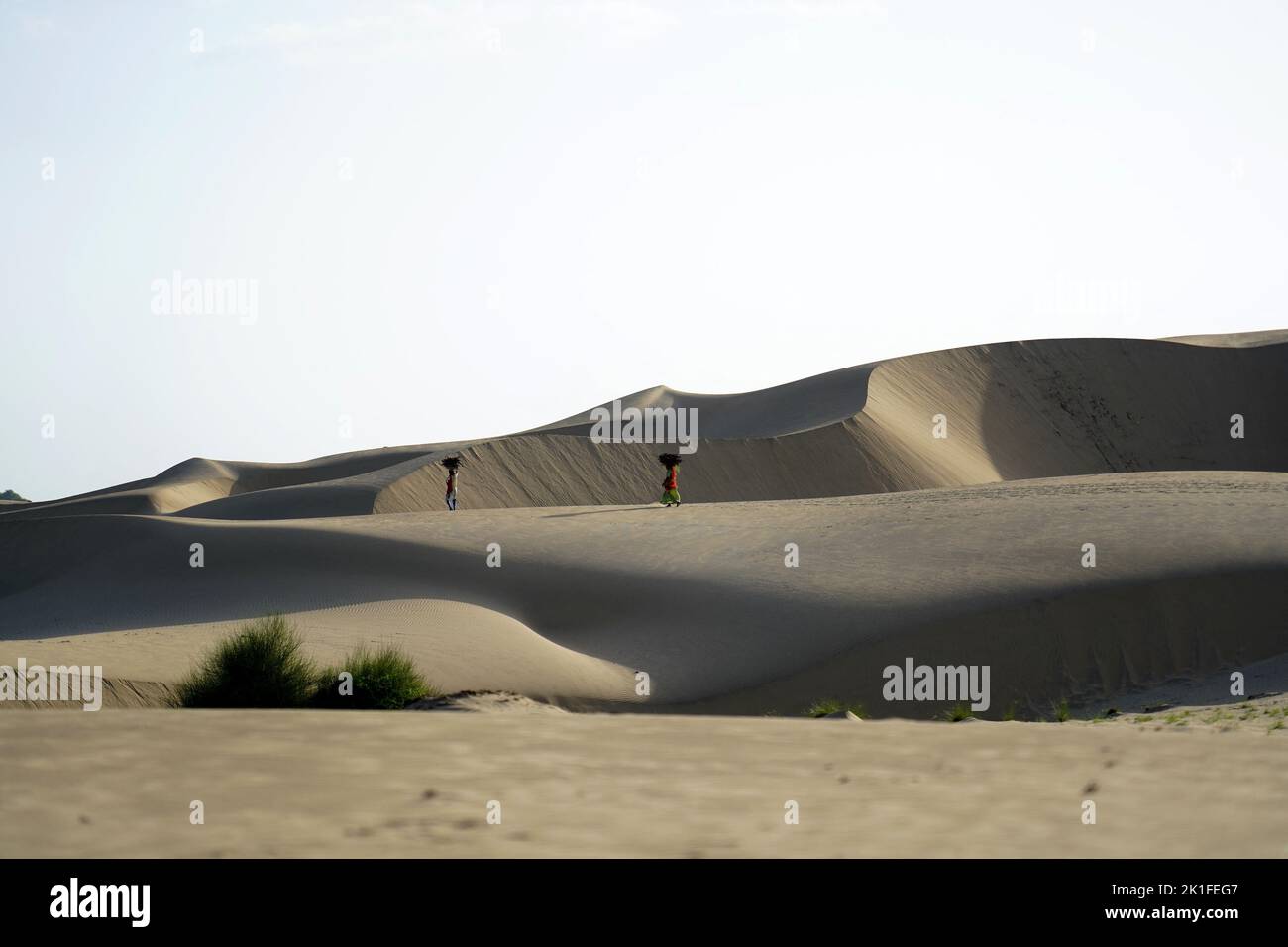 Rajasthani women carry fire wood on their heads as they walk back to ...