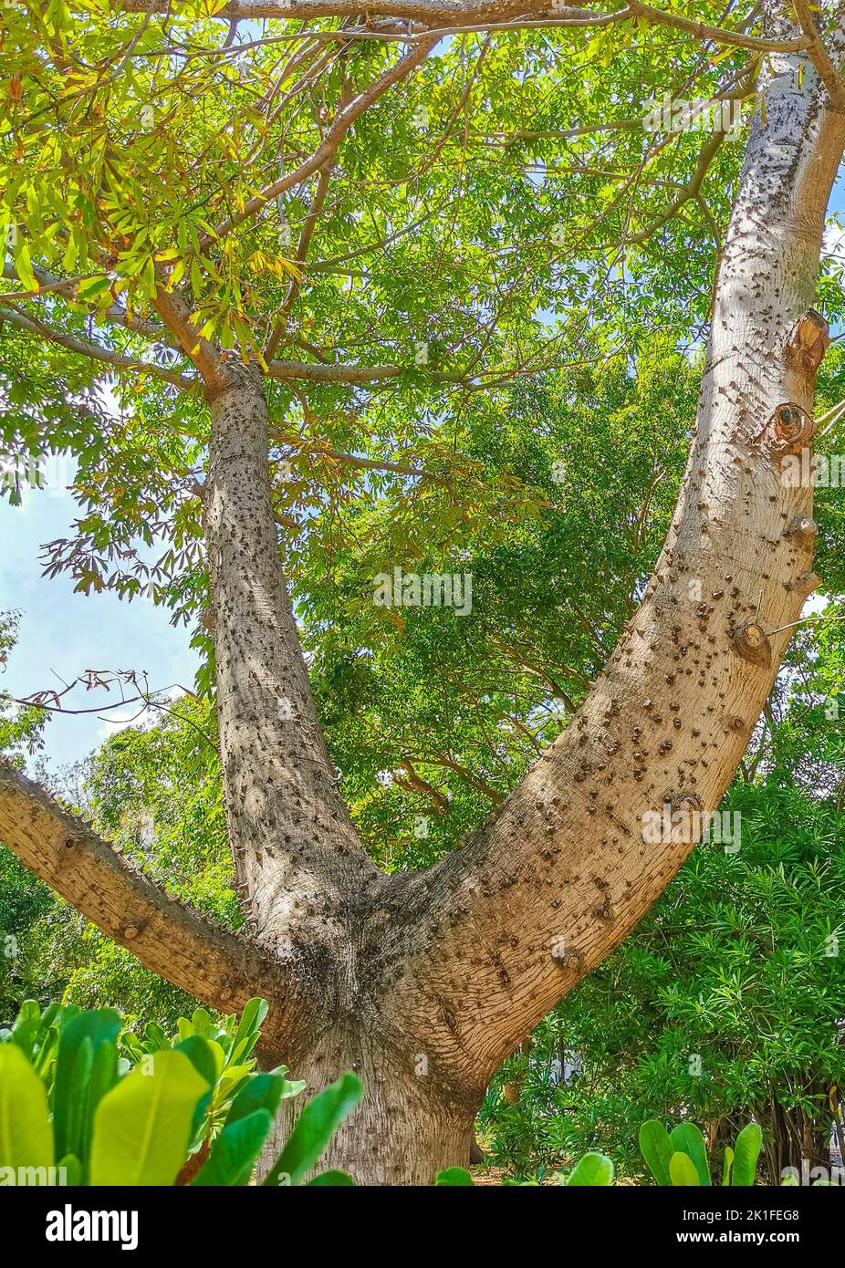 Huge beautiful Kapok tree Ceiba tree with spikes in tropical park ...