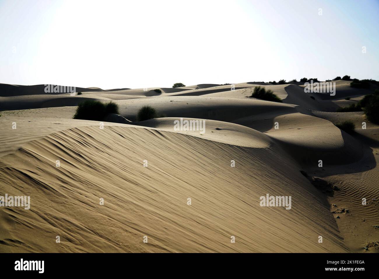 Rajasthani women carry fire wood on their heads as they walk back to ...