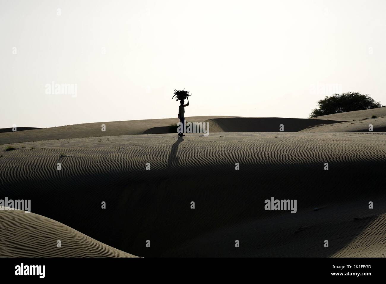 Rajasthani women carry fire wood on their heads as they walk back to ...