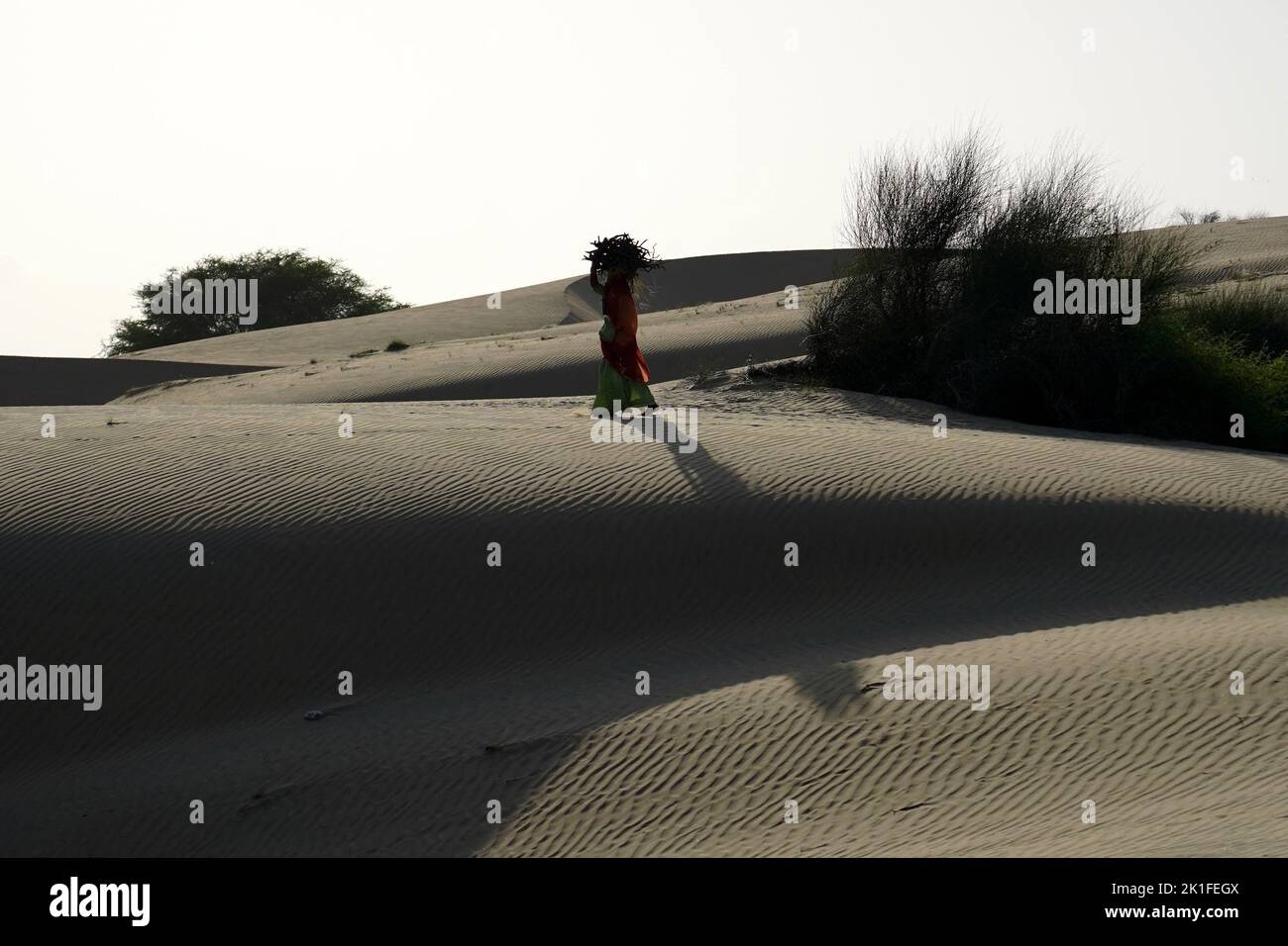 Rajasthani women carry fire wood on their heads as they walk back to ...