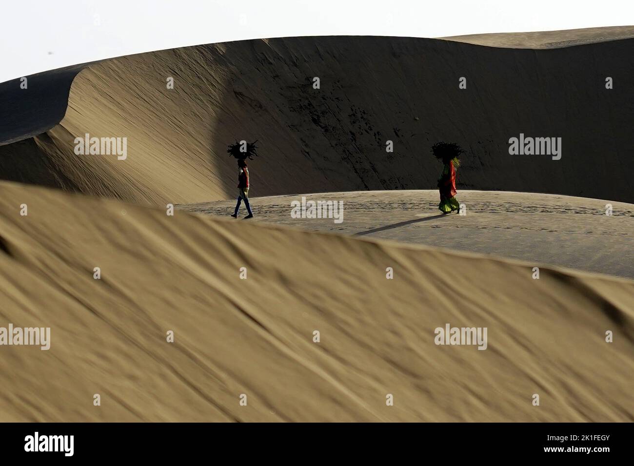 Rajasthani women carry fire wood on their heads as they walk back to ...