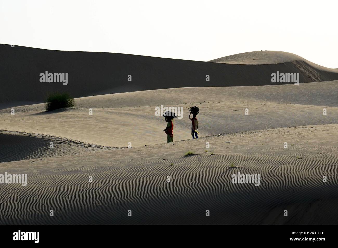 Rajasthani women carry fire wood on their heads as they walk back to ...