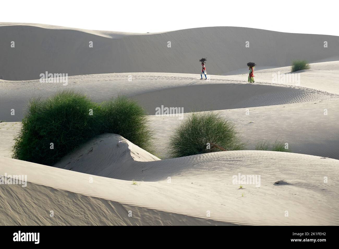 Rajasthani women carry fire wood on their heads as they walk back to ...