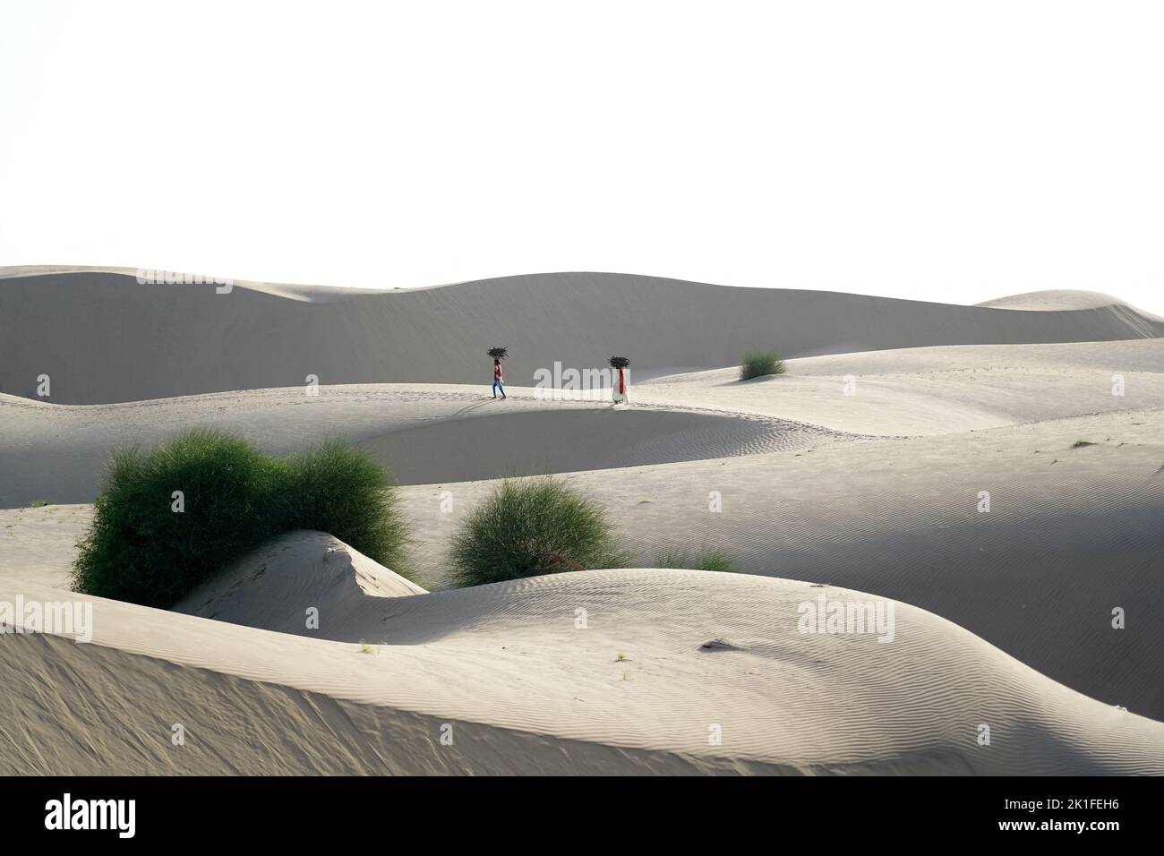 Rajasthani women carry fire wood on their heads as they walk back to ...