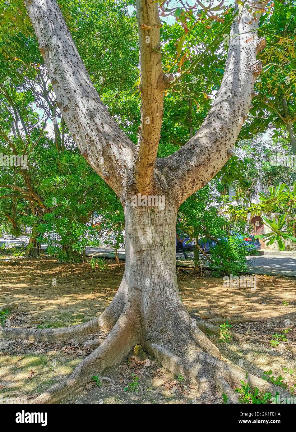Huge beautiful Kapok tree Ceiba tree with spikes in tropical park ...