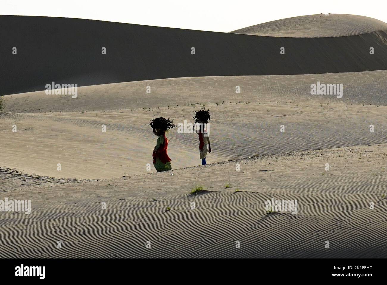 Rajasthani women carry fire wood on their heads as they walk back to ...