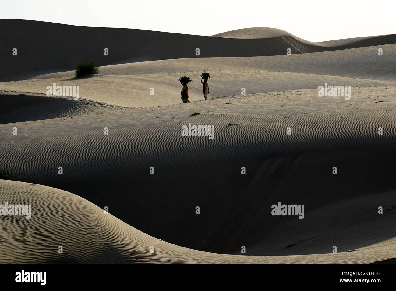 Rajasthani women carry fire wood on their heads as they walk back to ...