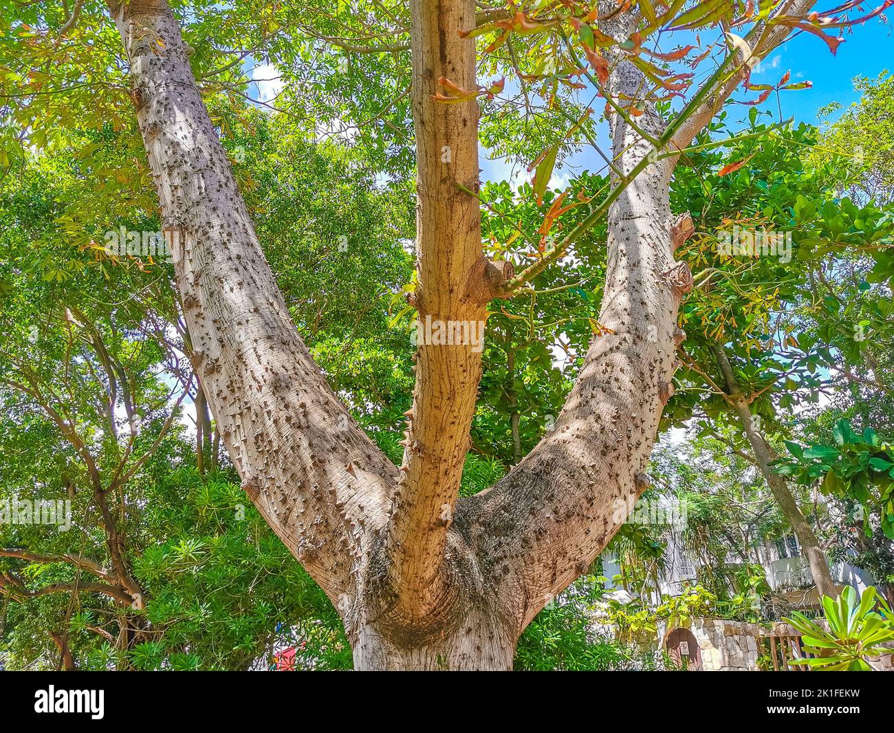 Huge beautiful Kapok tree Ceiba tree with spikes in tropical park ...