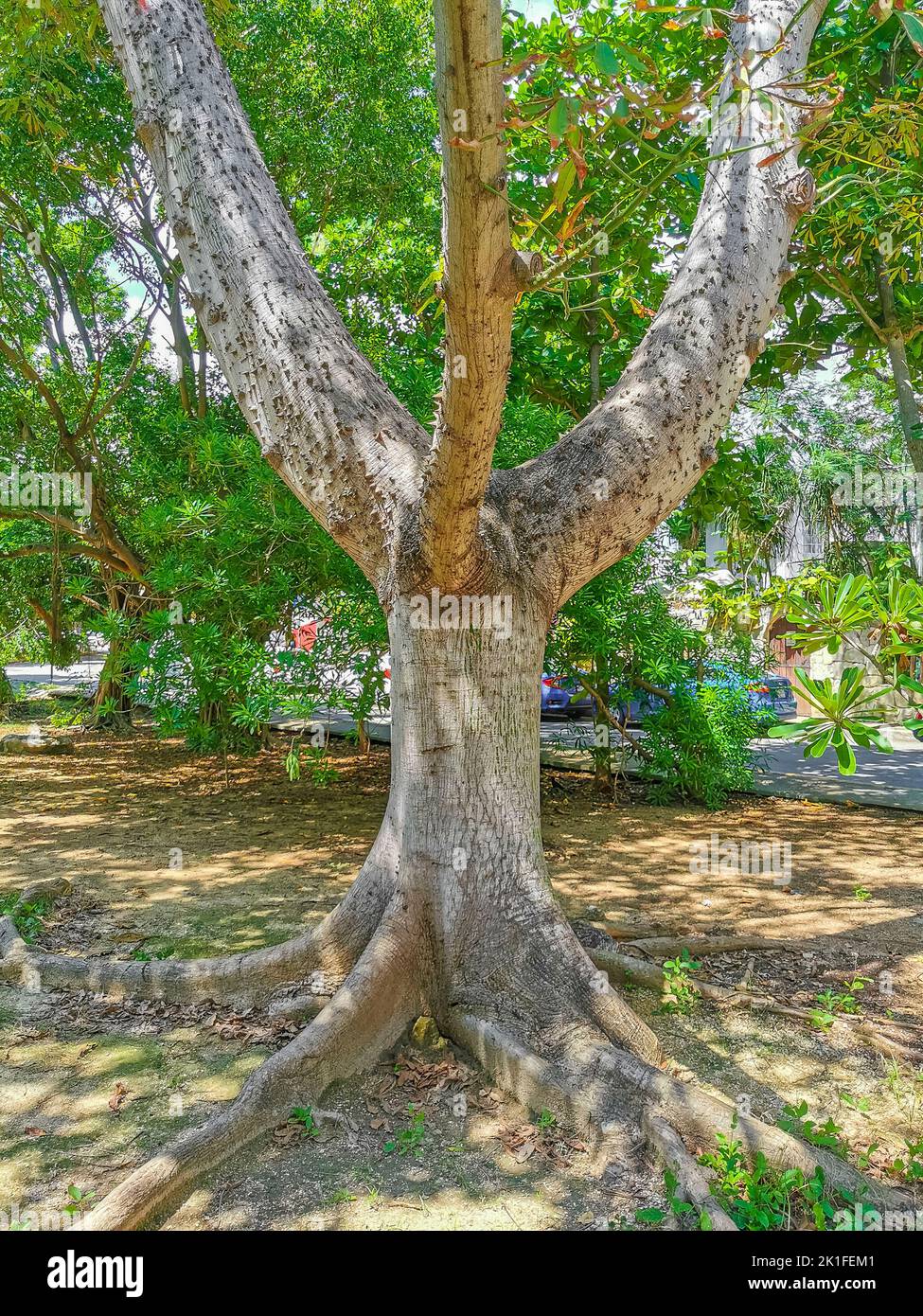 Huge beautiful Kapok tree Ceiba tree with spikes in tropical park ...