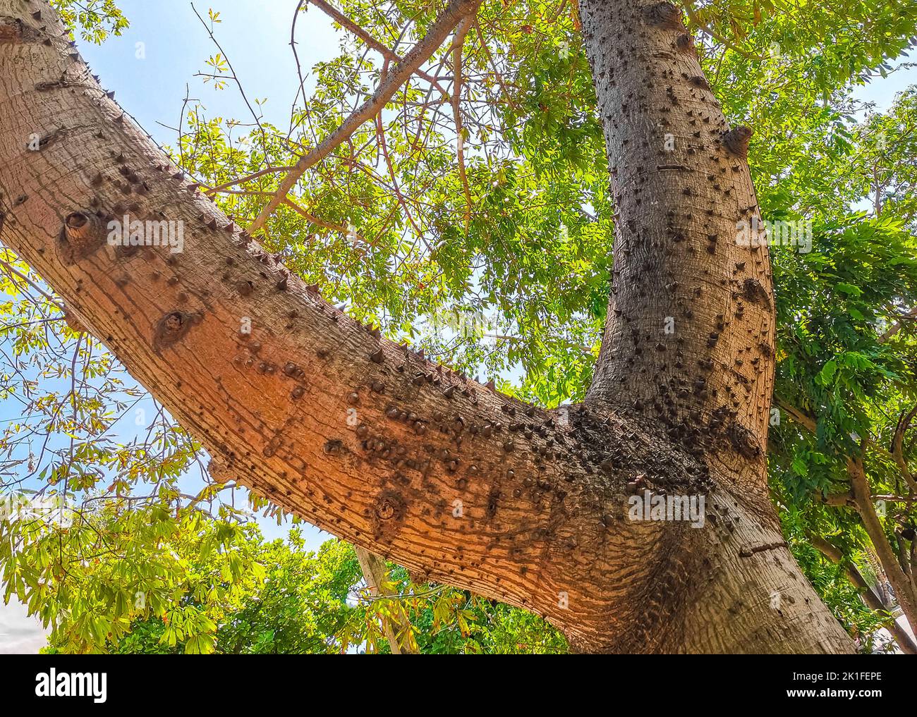 Huge beautiful Kapok tree Ceiba tree with spikes in tropical park ...